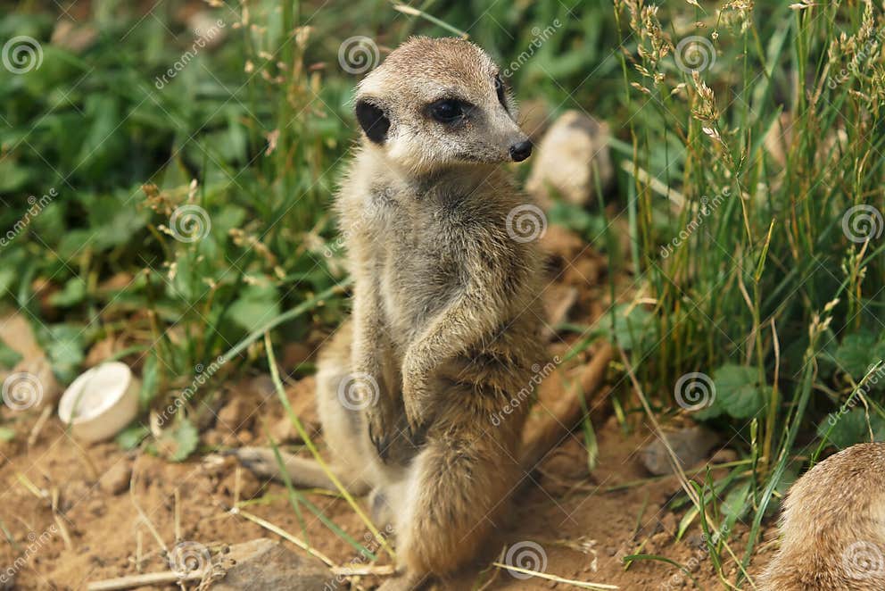 Surikat stock image. Image of huddle, small, arid, play - 26975009