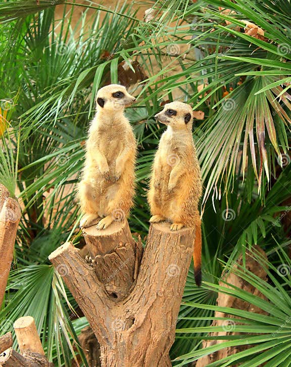 Surikat arkivfoto. Bild av anhydrous, odjur, gnagare - 93215816