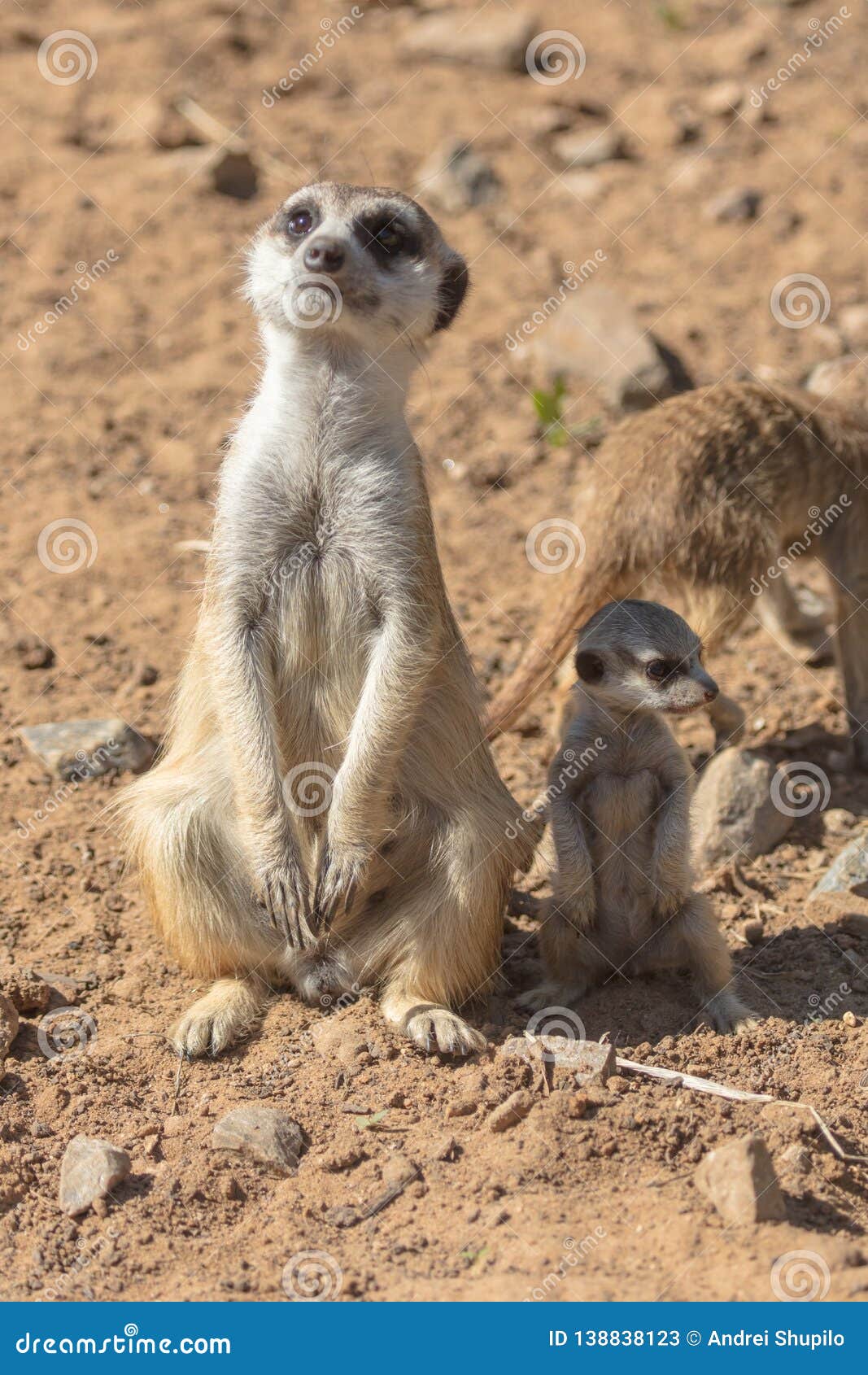 Surikat in a Park in the Nature Stock Image - Image of face, look ...