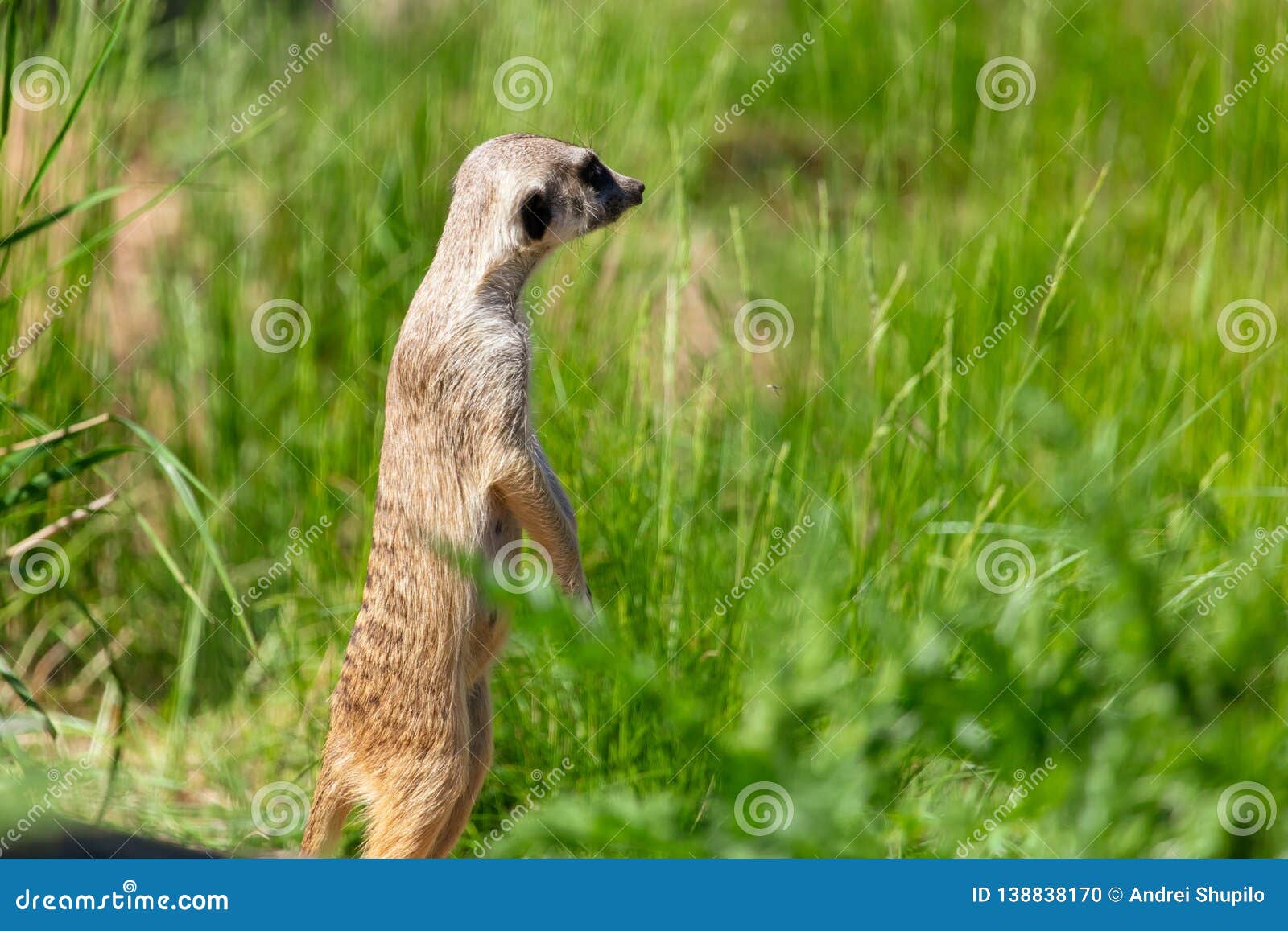 Surikat in a Park in the Nature Stock Photo - Image of sand, cute ...