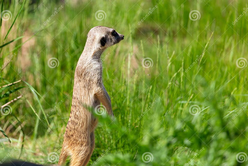 Surikat in a Park in the Nature Stock Photo - Image of sand, cute ...