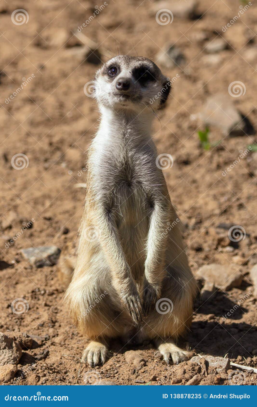Surikat in a Park in the Nature Stock Image - Image of sand, wild ...