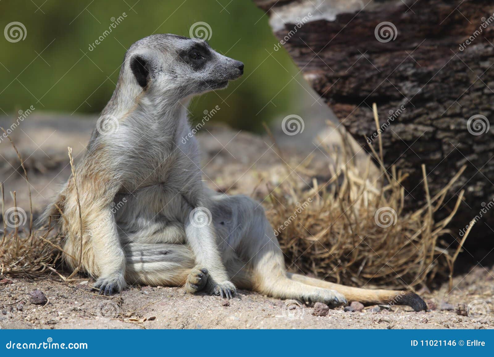 Surikata stock photo. Image of africa, conservation, south - 11021146