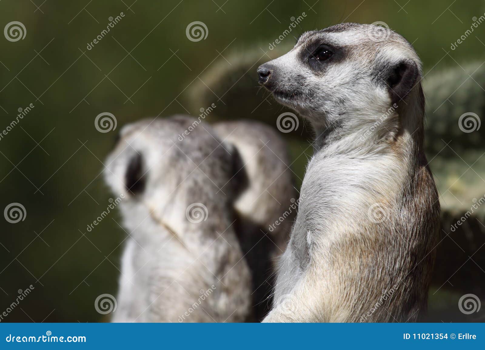 Surikata stock photo. Image of conservation, eyes, ecology - 11021354