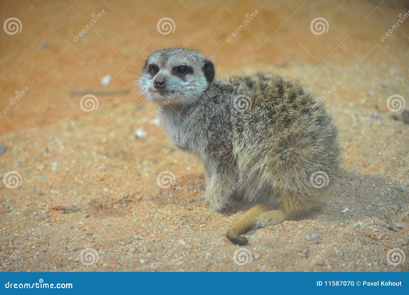 Surikata stock photo. Image of herpestidae, south, kruger - 11587070