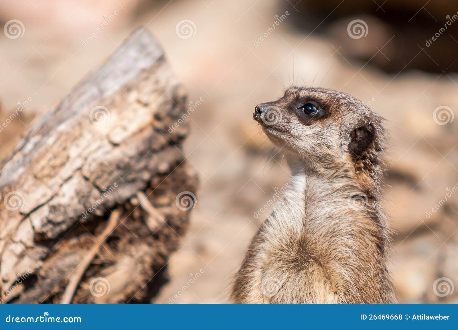 Meerkat Surikata Suricata Suricatta Stock Photography | CartoonDealer ...