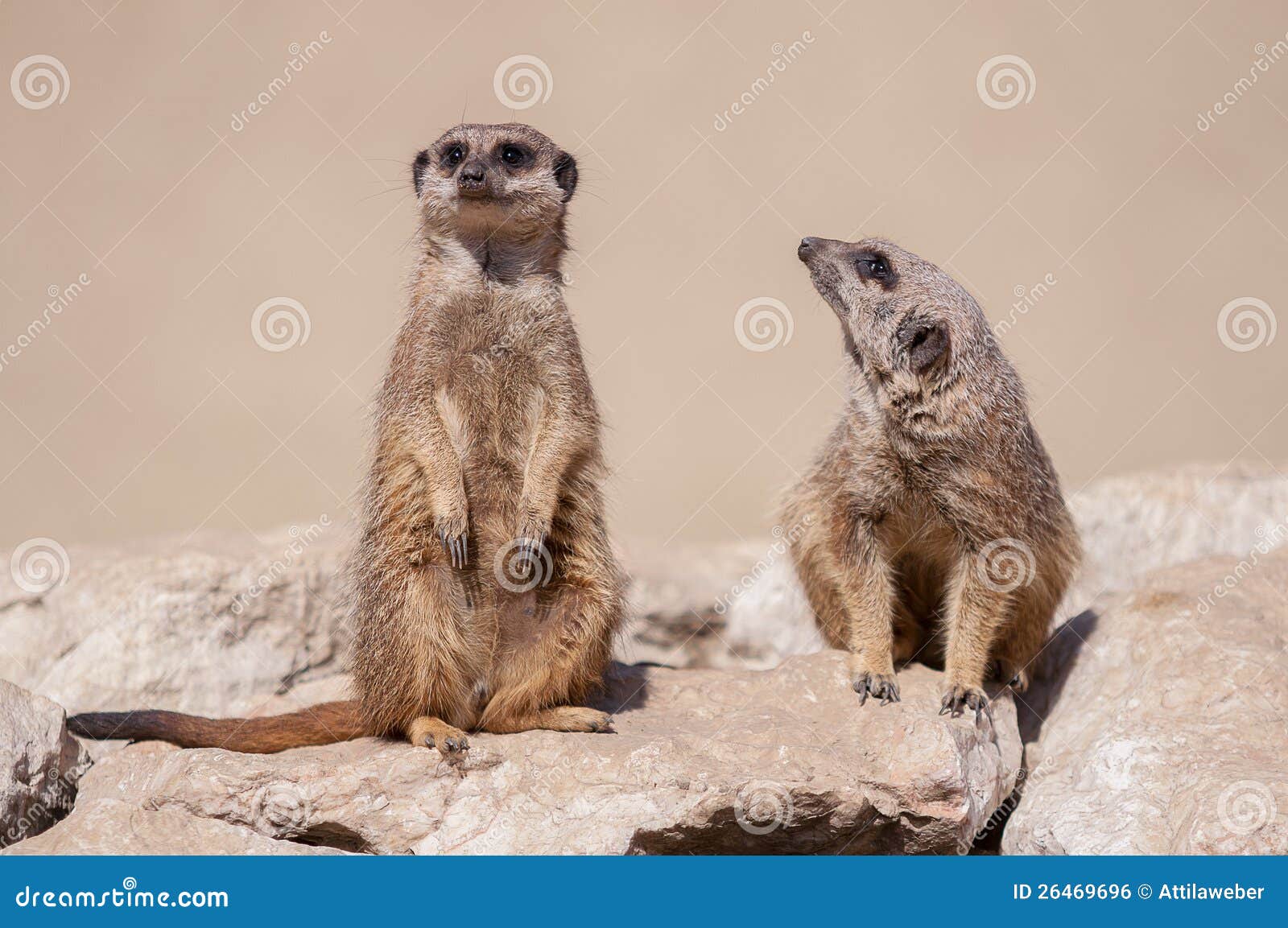 Surikata stock photo. Image of orange, africa, animal - 26469696