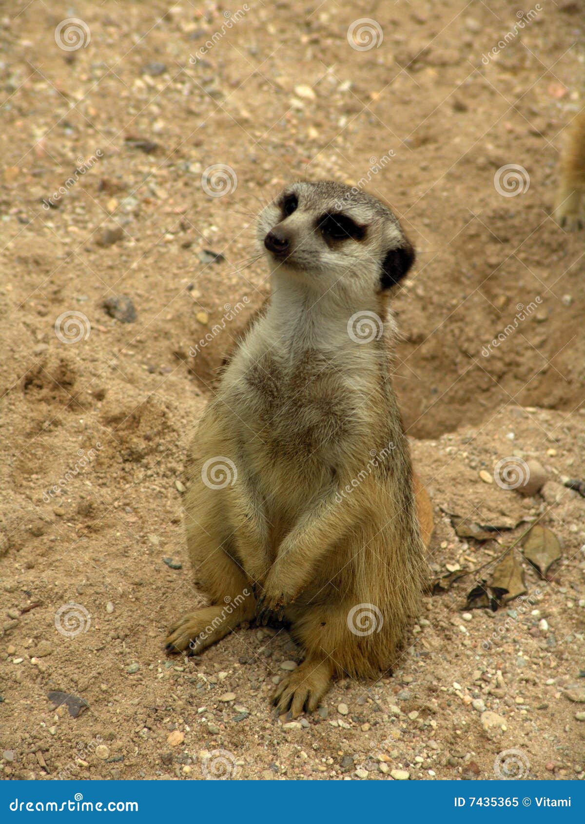 Surikata stock image. Image of wild, little, animal, nature - 7435365