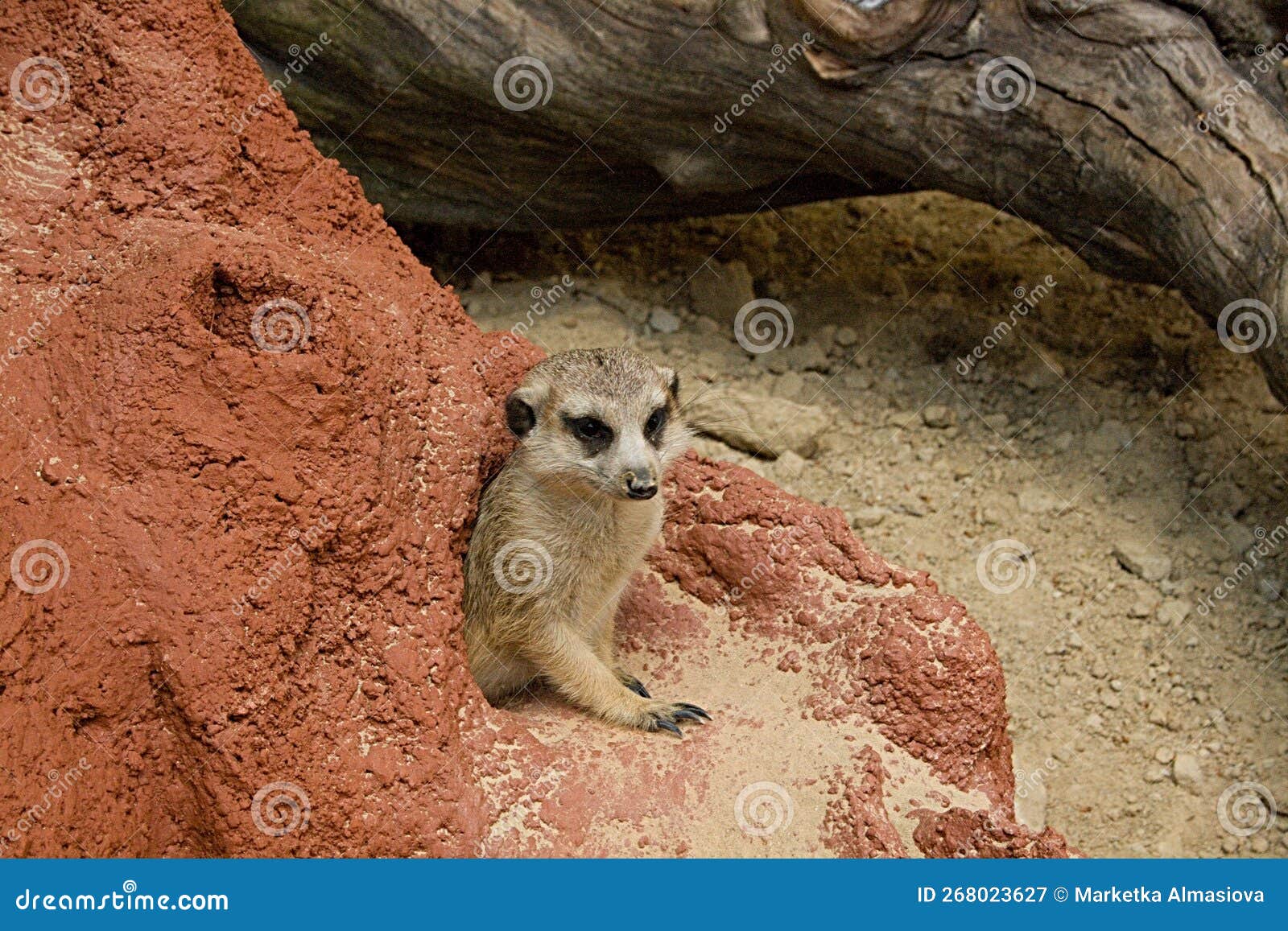 Surikata in her house stock image. Image of primate - 268023627