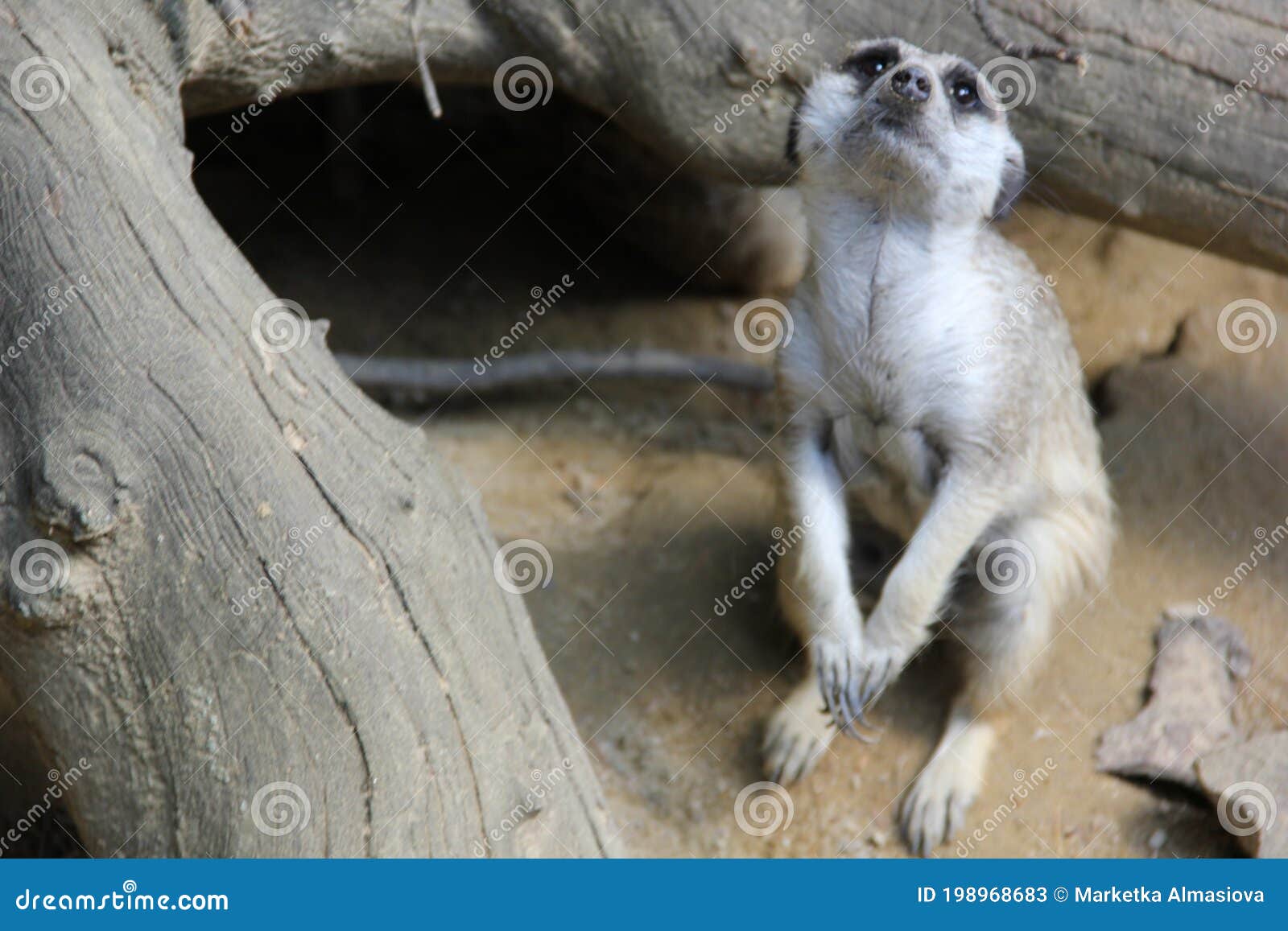 Surikata in Nature stock image. Image of whiskers, wildlife - 198968683