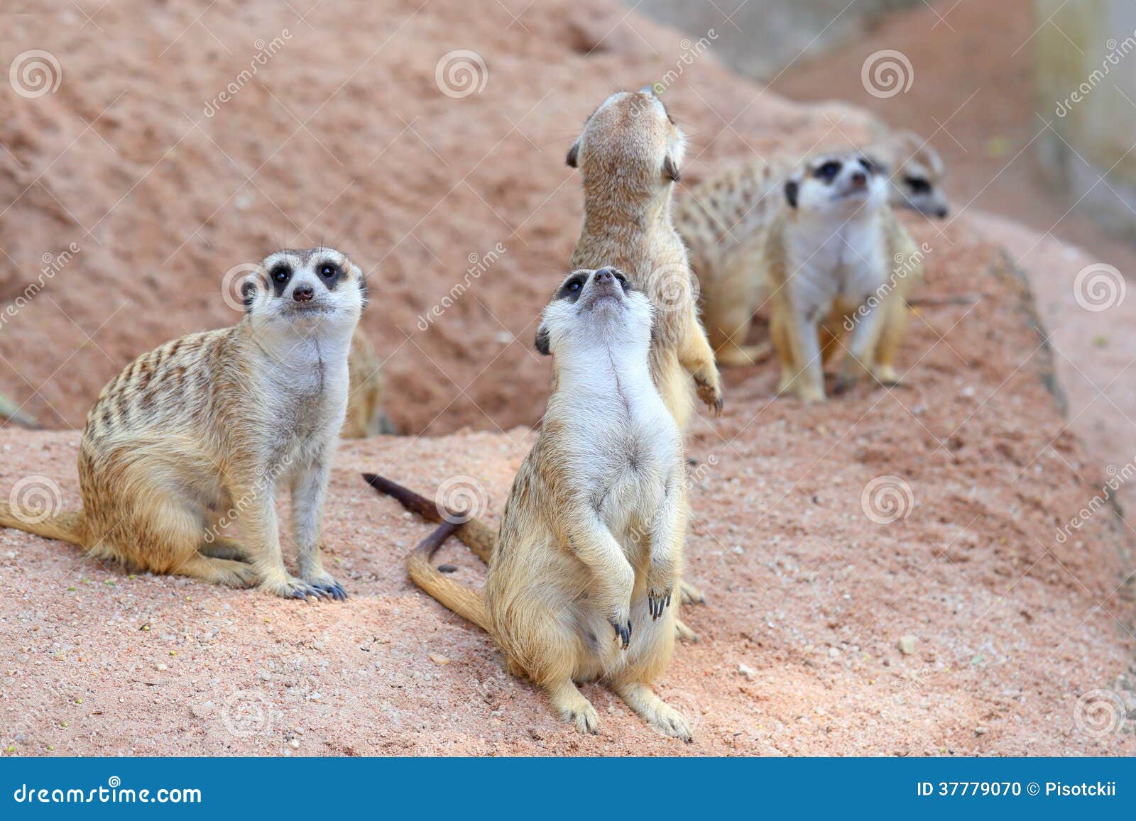 Surikata Royalty-Free Stock Photo | CartoonDealer.com #18438777