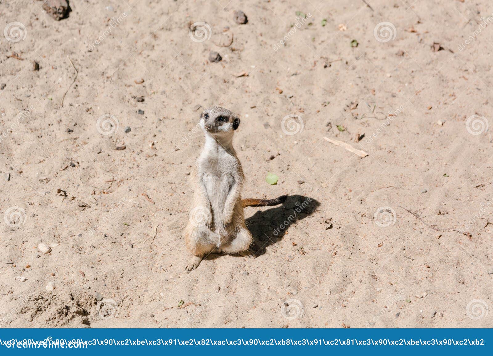 Surikata on Sand. Surikat in a Profile Stock Image - Image of cute ...