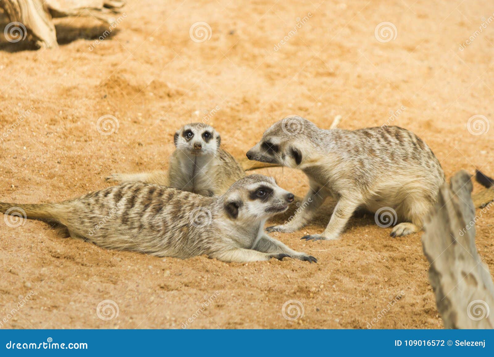 Surikata in the steppe stock photo. Image of single - 109016572