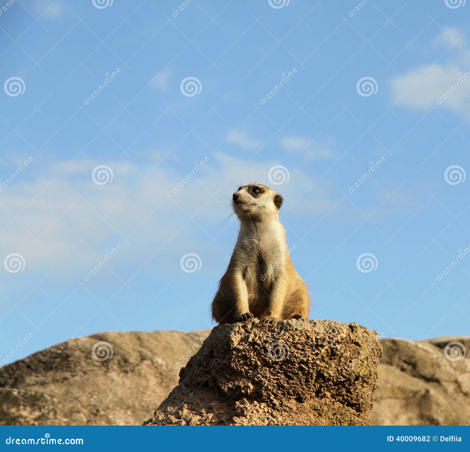 Surikata in the Wild Nature. Amusing Animal. Stock Photo - Image of ...