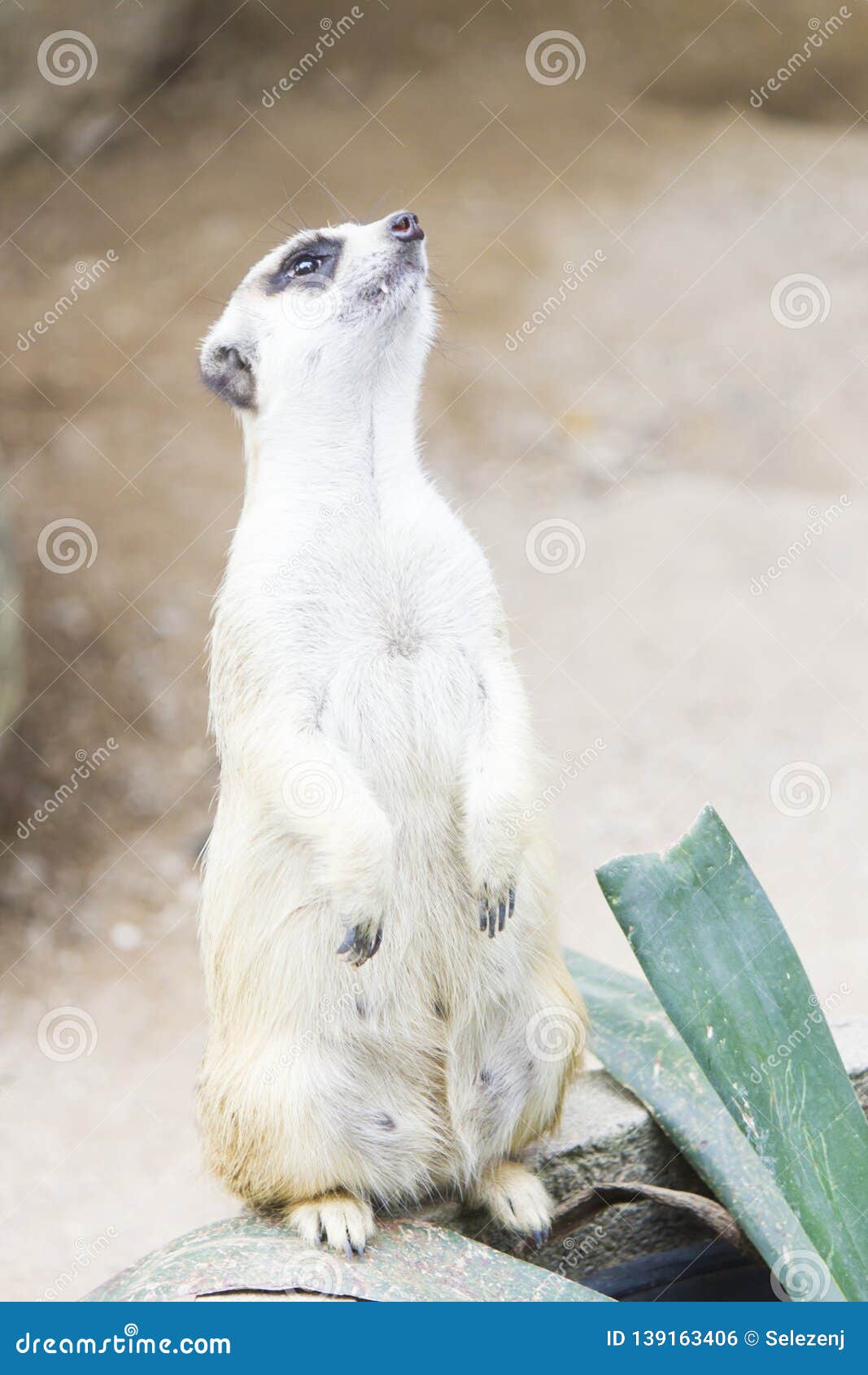 Surikata in a zoo stock photo. Image of little, african - 139163406