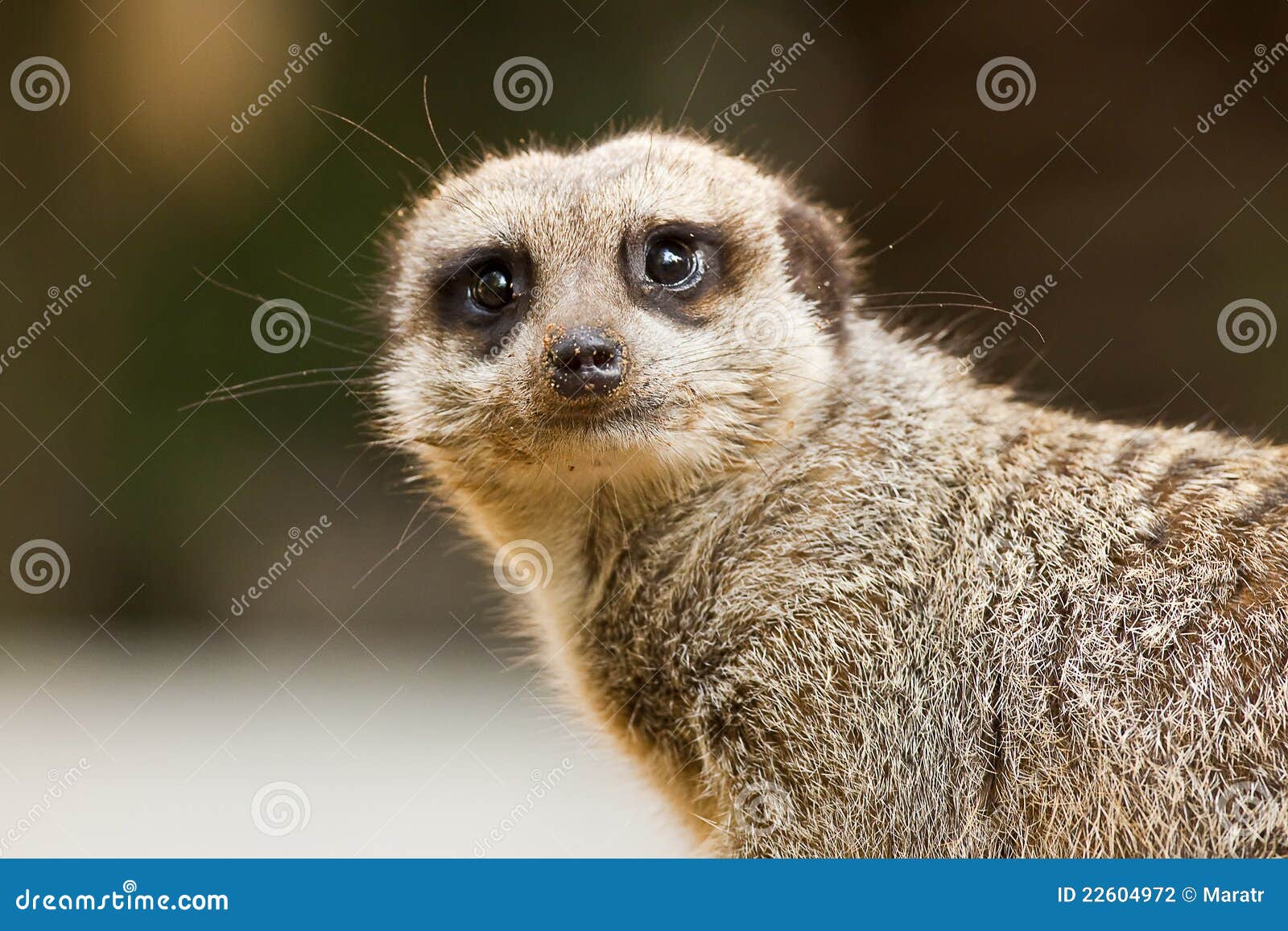 Surikate stock photo. Image of carnivore, desert, look - 22604972