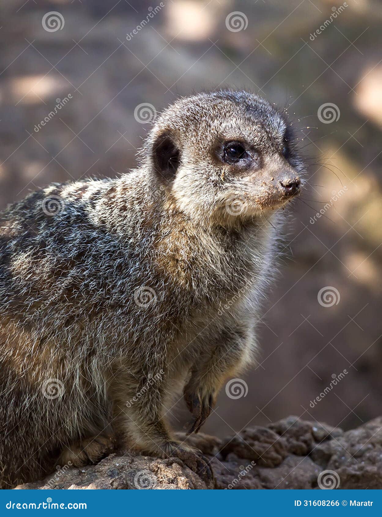 Surikate stock photo. Image of meercat, look, nature - 31608266