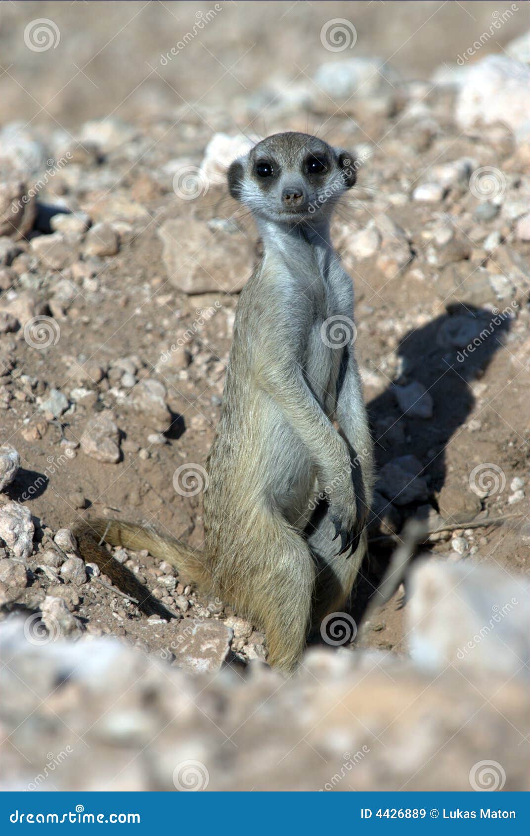 Surikati stock image. Image of animals, destinations, mammals - 4426889