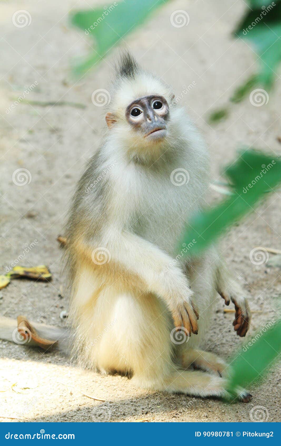Surili stock image. Image of animal, watching, wild, lunch - 90980781