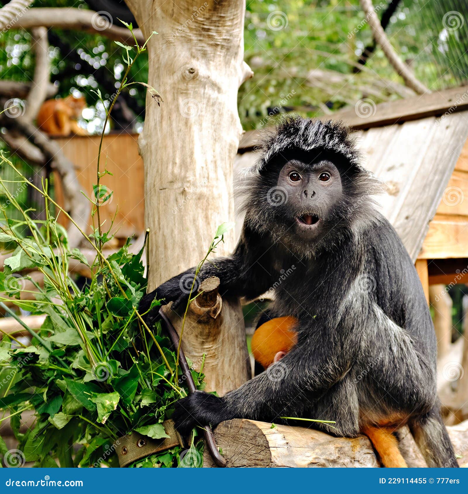 Surili Javan Surili. Close-up of a Funny Playful Langur Monkey Stock ...