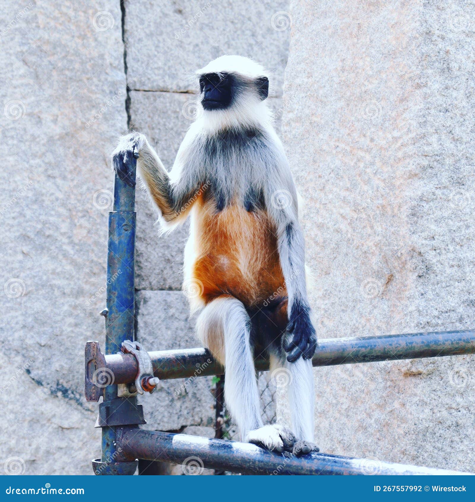 Surili Monkey Perching on Metal Pipe Stock Photo - Image of savanna ...