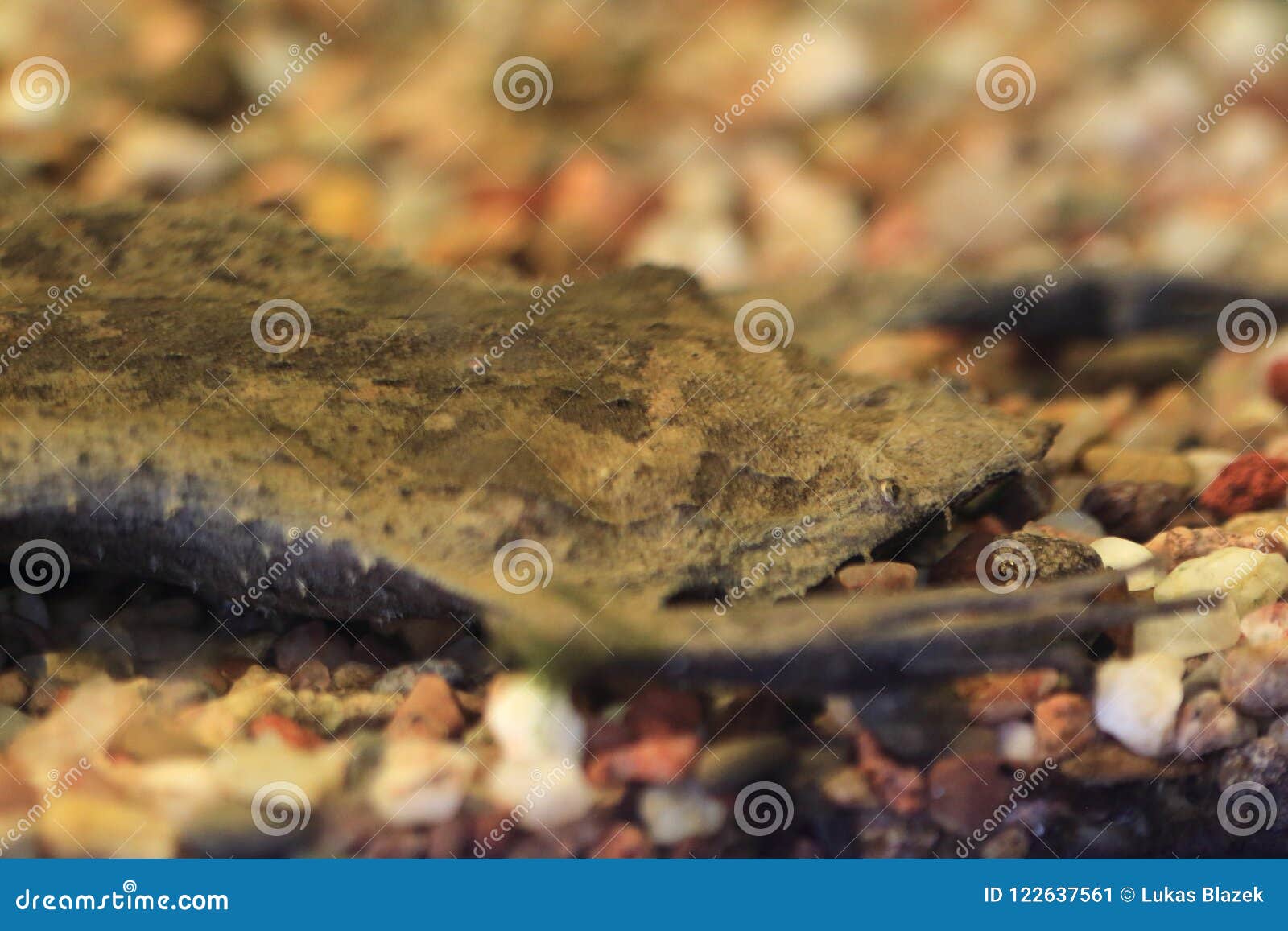 Surinam toad stock image. Image of animal, surinam, adult - 122637561