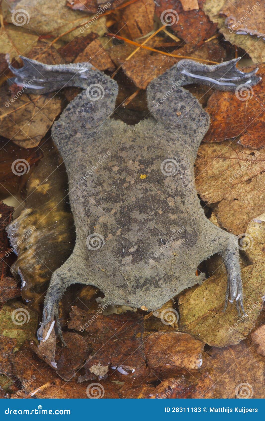 Surinam Toad / Pipa pipa stock image. Image of south - 28311183