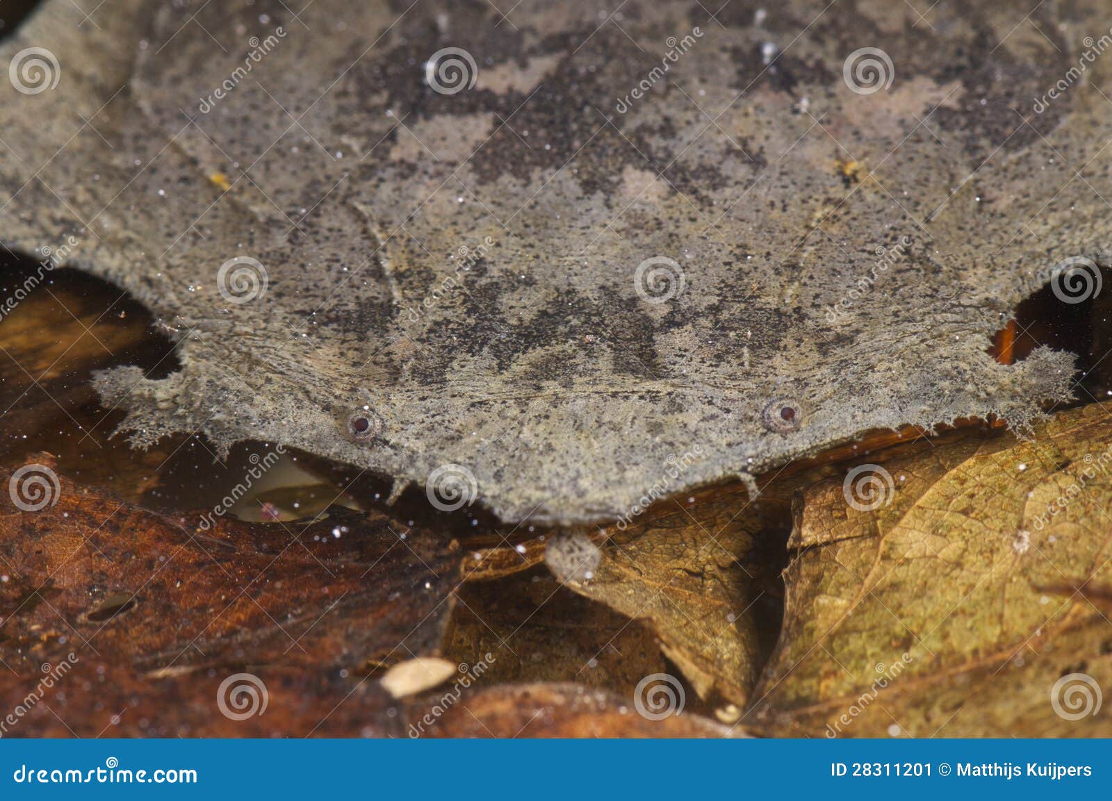 Surinam Toad / Pipa pipa stock image. Image of surinam - 28311201
