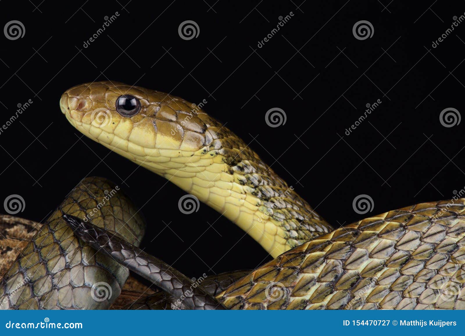 Amazon Puffing Snake Stock Photo | CartoonDealer.com #121312974