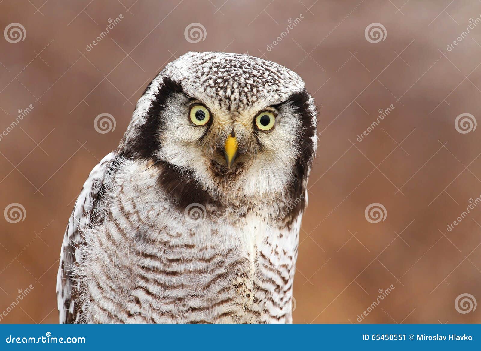 Surnia ulula portrait stock image. Image of surnia, bird - 65450551