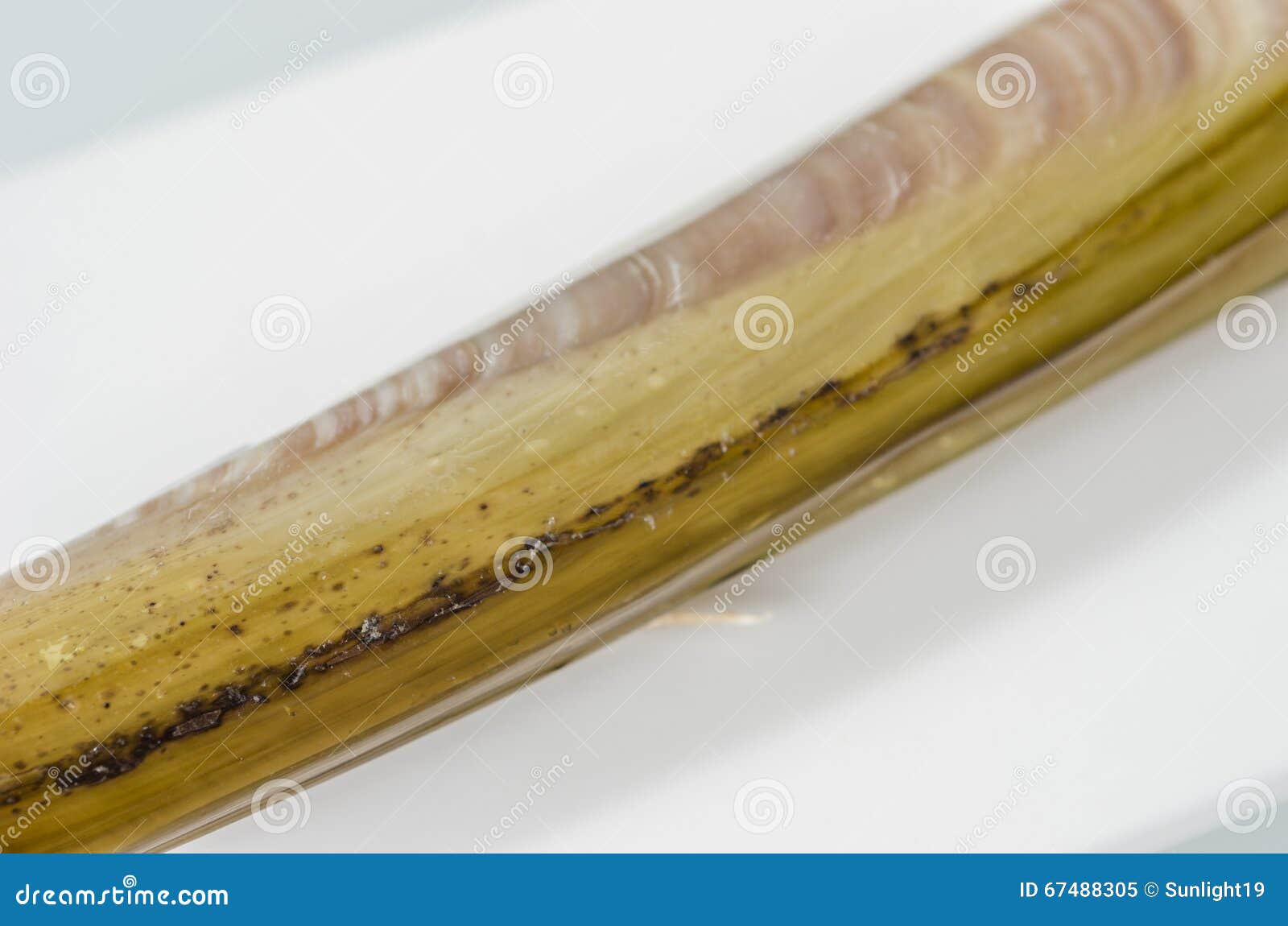 Surowy Shell Na Białym Naczyniu Obraz Stock - Obraz złożonej z tło ...