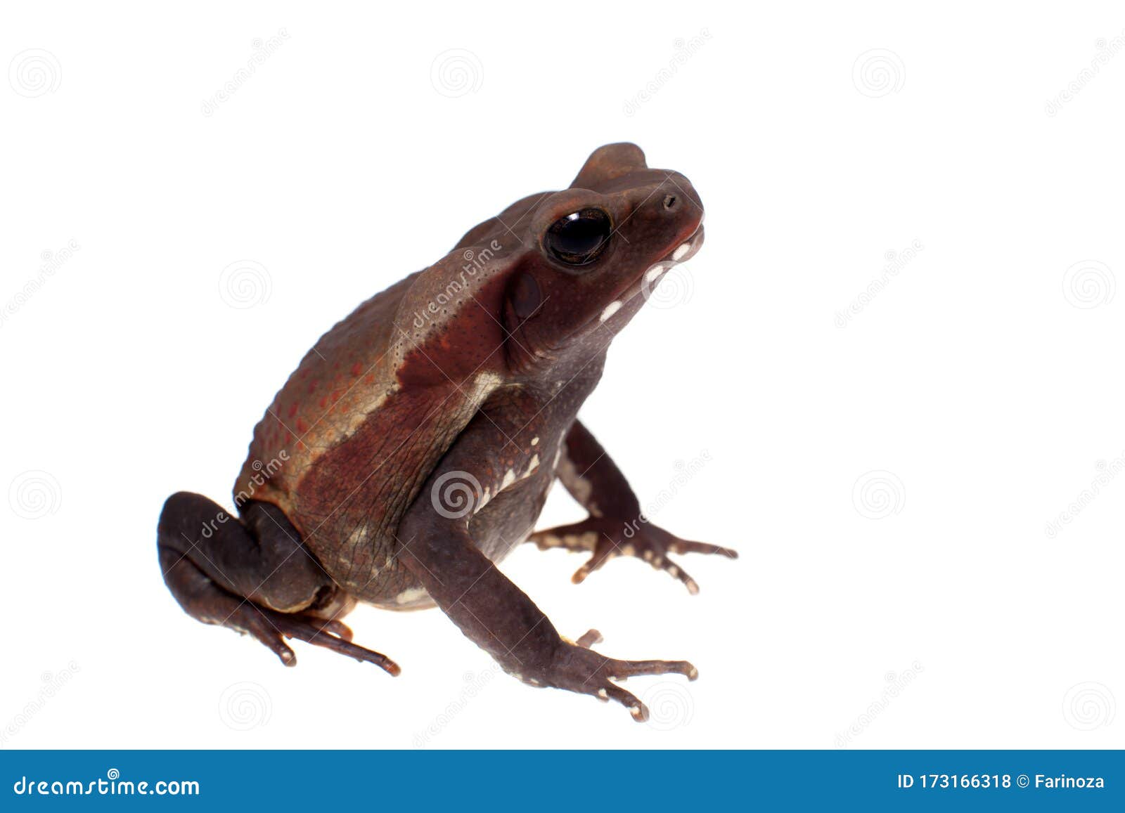 Surpreendente Sapo Liso Isolado Em Fundo Branco Foto de Stock - Imagem ...