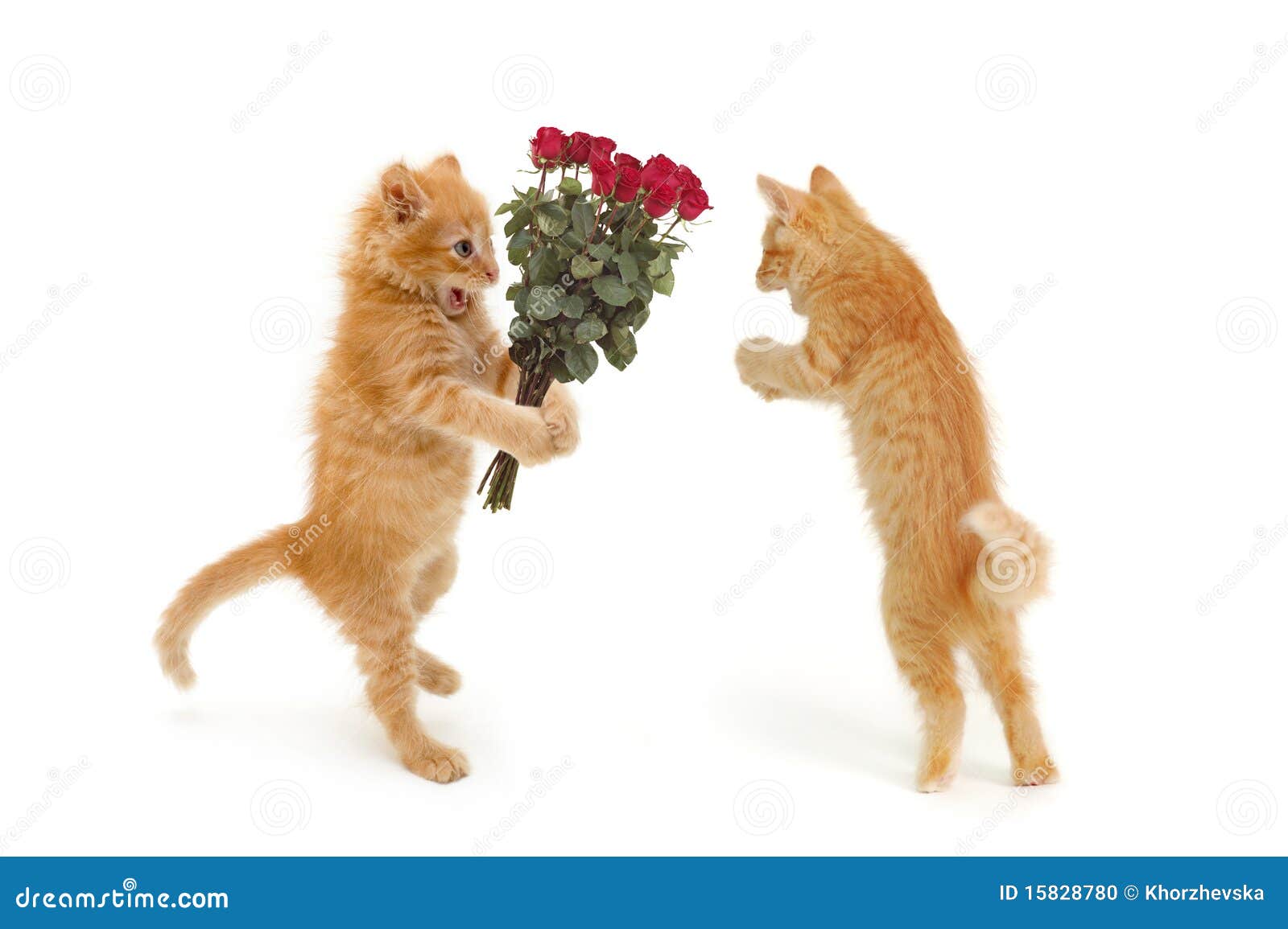 White Cat To Give Flowers Stock Photos - Free & Royalty-Free Stock ...