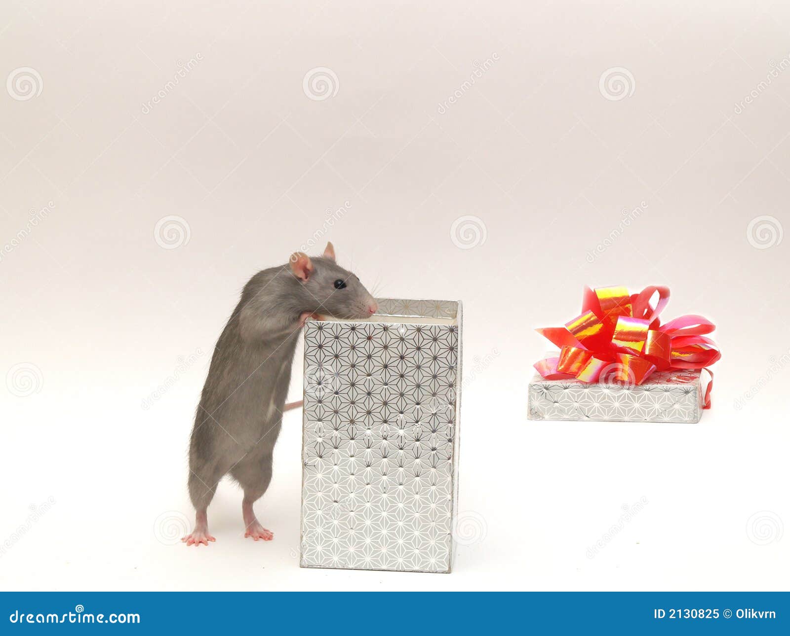 Surprise stock image. Image of dark, gray, macro, gerbil - 2130825