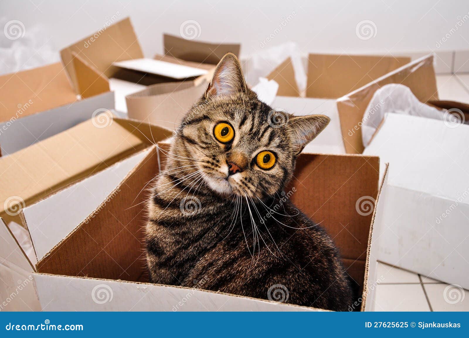 Cat in Box. Moving To a New House, Packing Stock Image - Image of ...