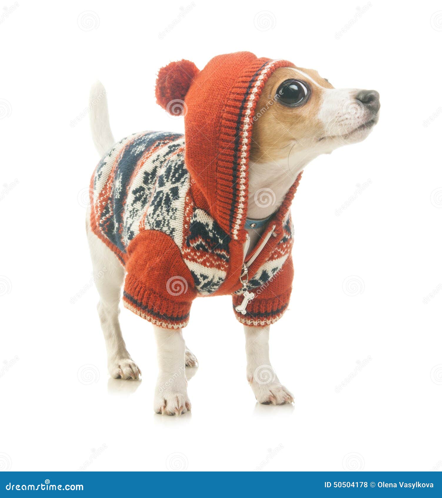 Surprise Jack Russell Terrier Drôle Photo stock - Image du plot, chiot ...