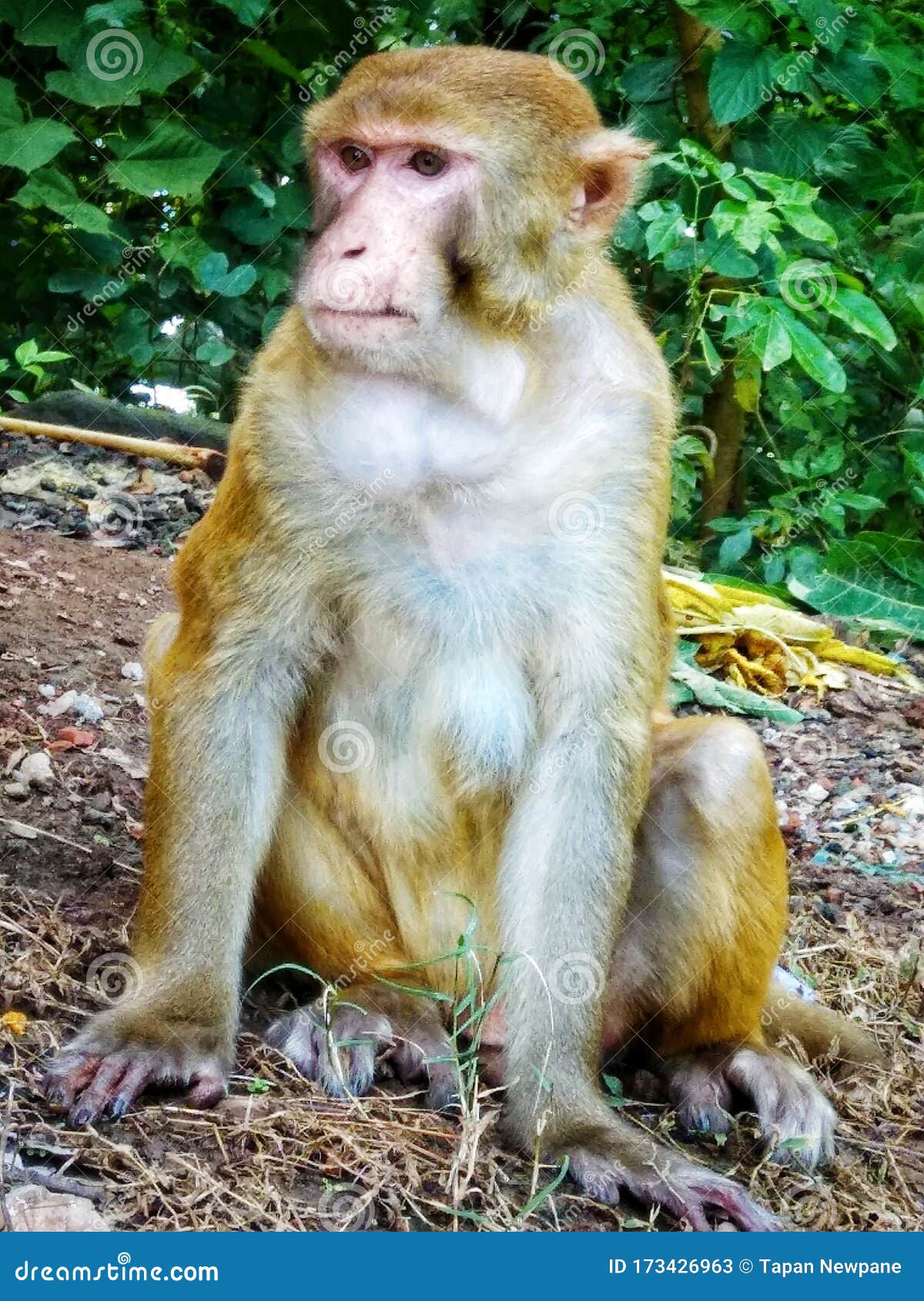 Surprise Monkey Portrait Close Up, Innocent Monkey Portrait Stock Image ...