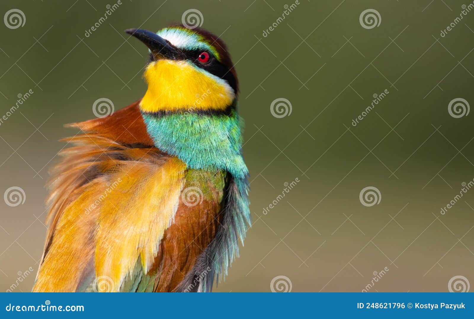Surprised Beautiful Bird Looking at the Camera Stock Photo - Image of ...