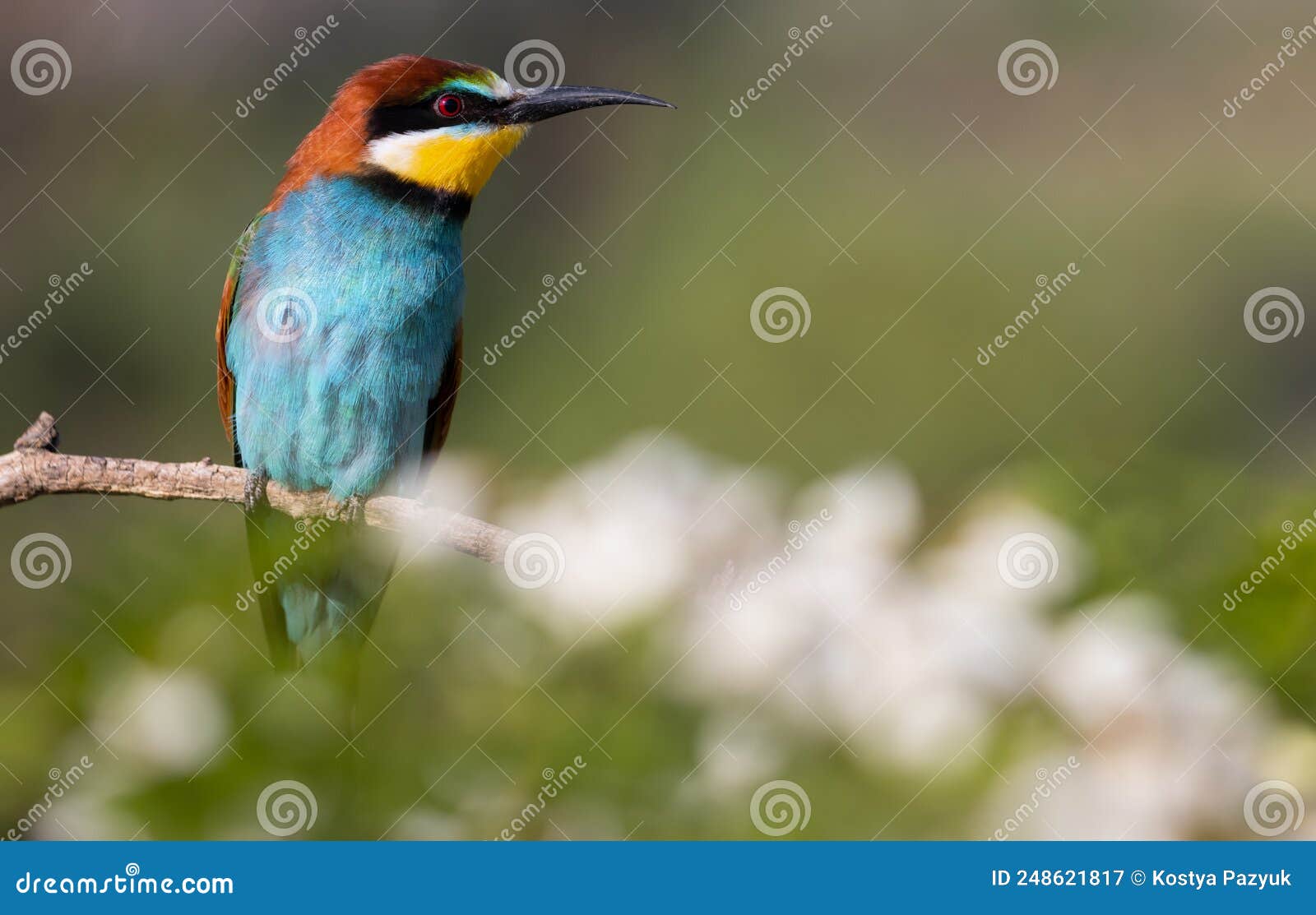 Surprised Beautiful Bird Looks To the Side Stock Image - Image of green ...