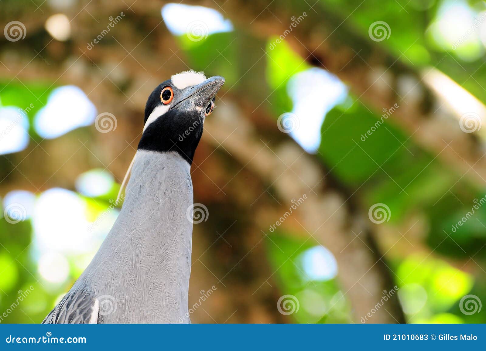 Surprised Bird stock image. Image of creatures, birds - 21010683