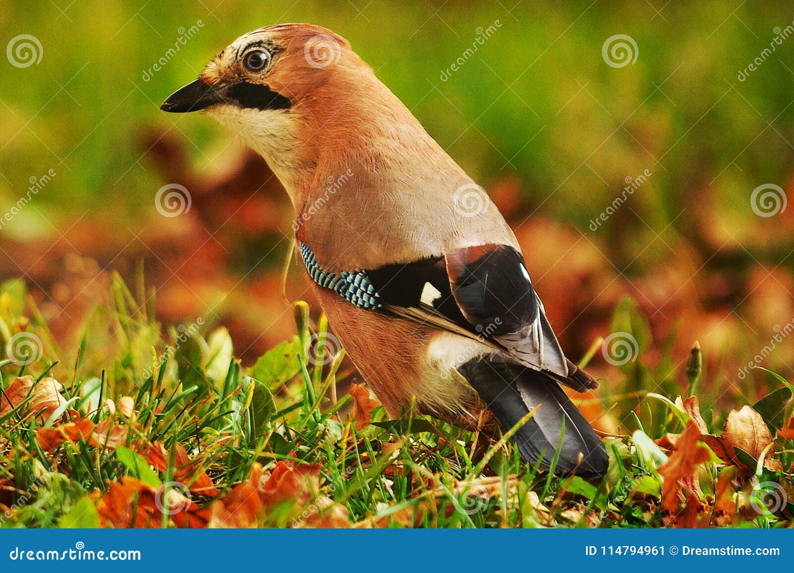 Surprised bird stock image. Image of feathered, ground - 114794961