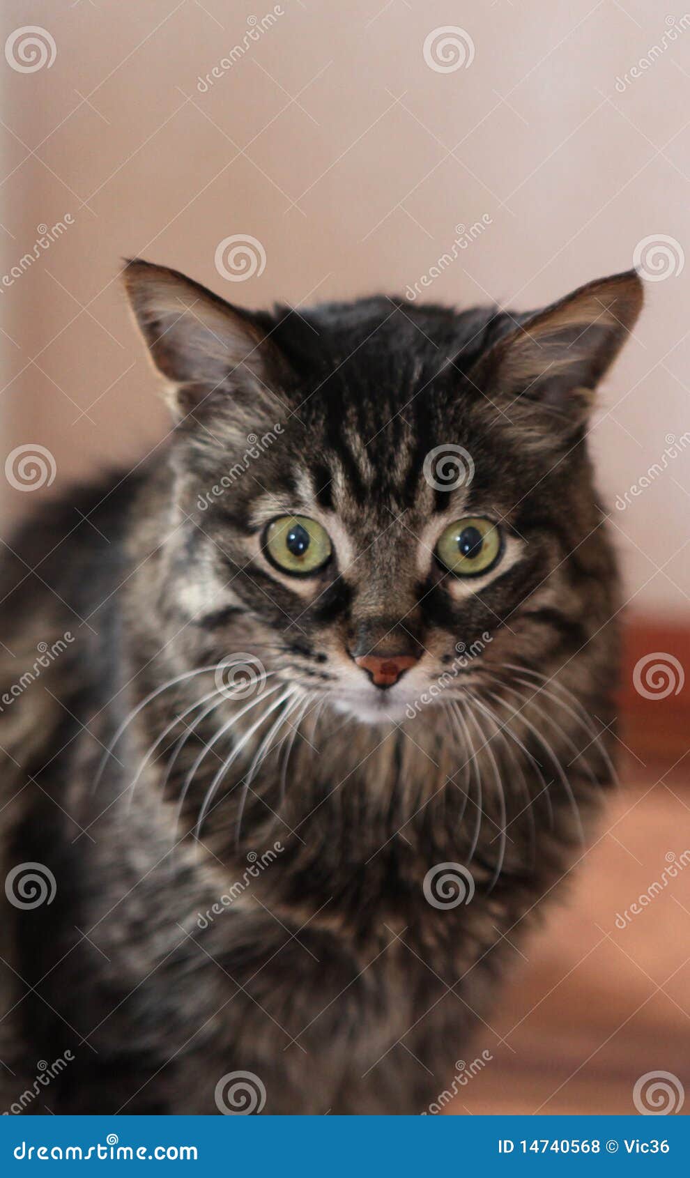 Surprised cat stock photo. Image of attention, interested - 14740568