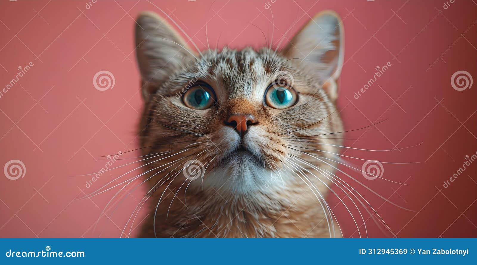 A Surprised Cat Meme: Perfect For Adding Humor To Content. Concept Cat ...