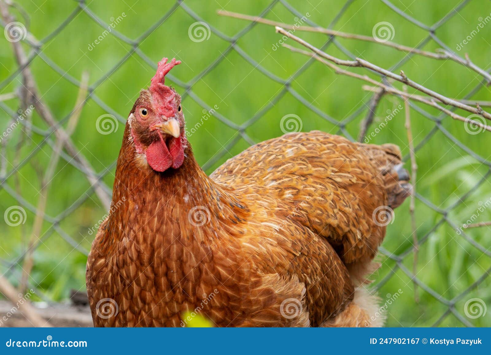 Surprised Chicken Looking at the Camera Stock Image - Image of bird ...