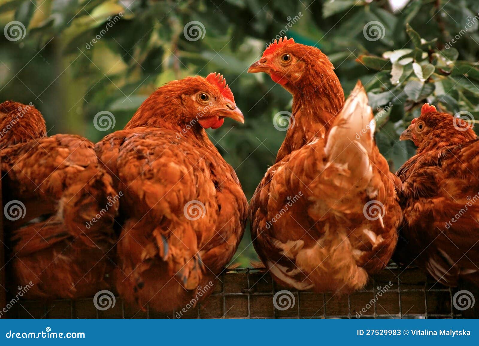 Surprised chickens stock image. Image of ranch, surprise - 27529983