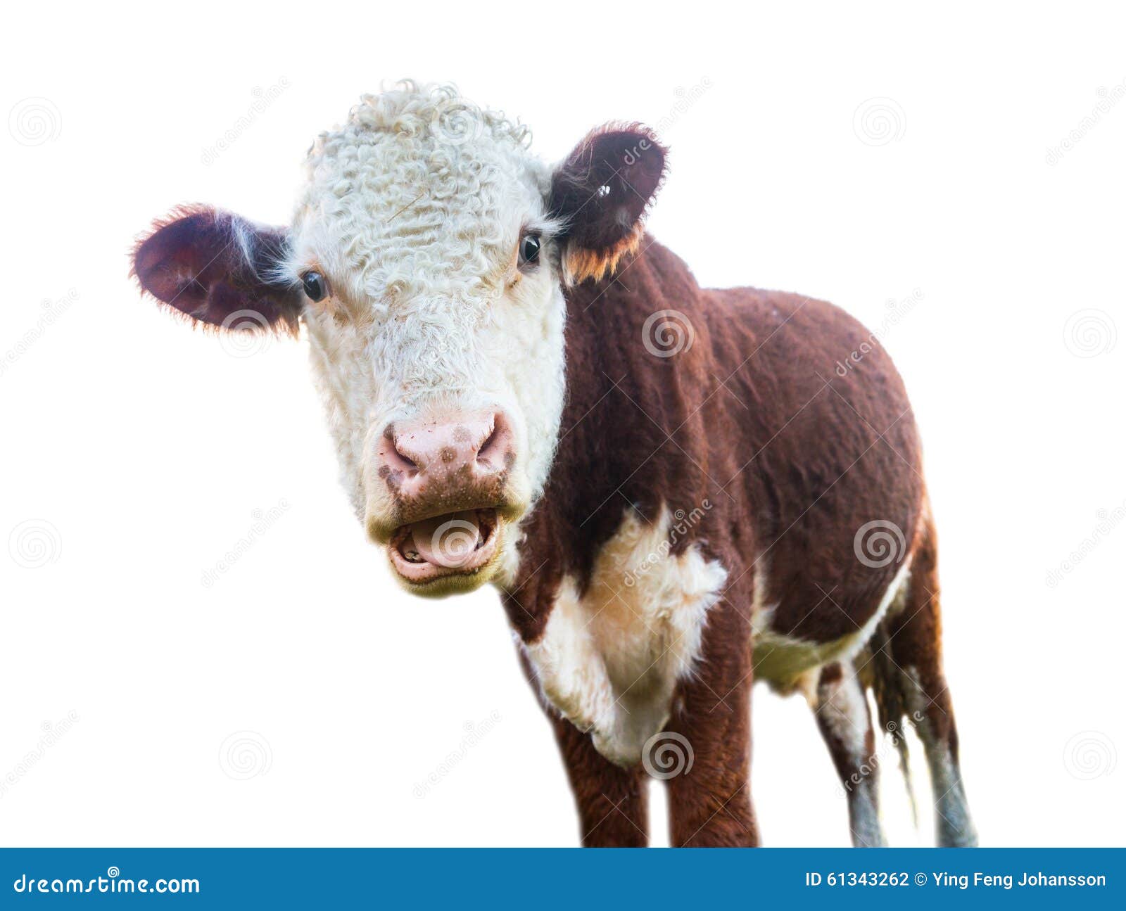 Surprised cow stock photo. Image of surprise, shock, isolated - 61343262