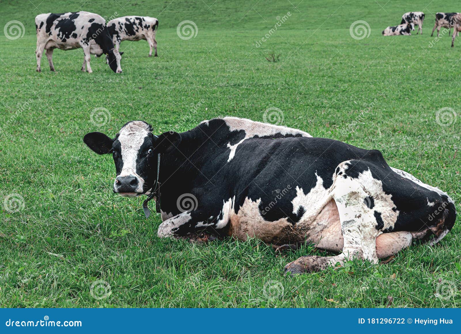 Surprised Cow Lying on the Grass. Stock Photo - Image of astonished ...
