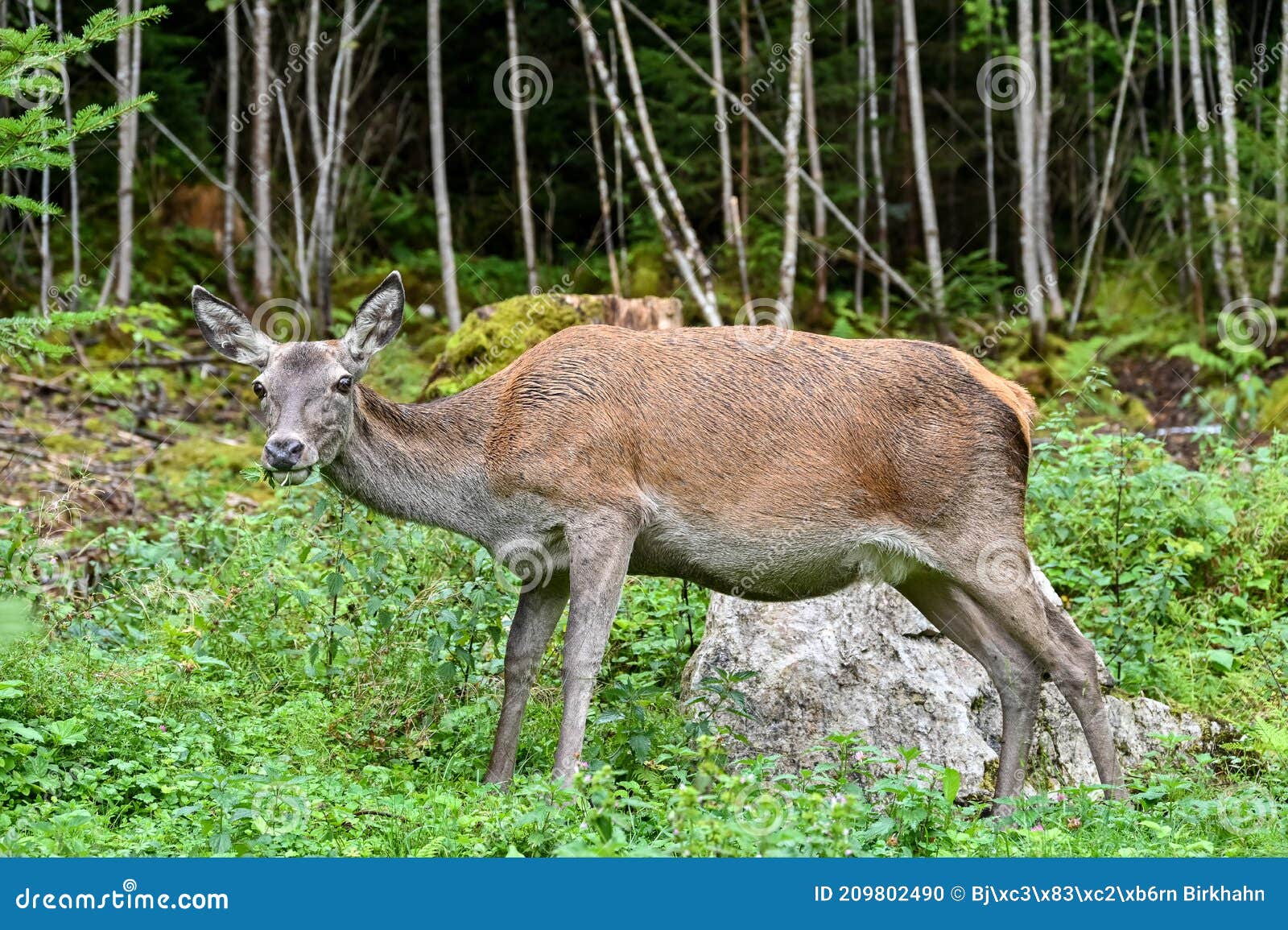 Surprised Deer Eating Grass in the Forest Stock Photo - Image of ...