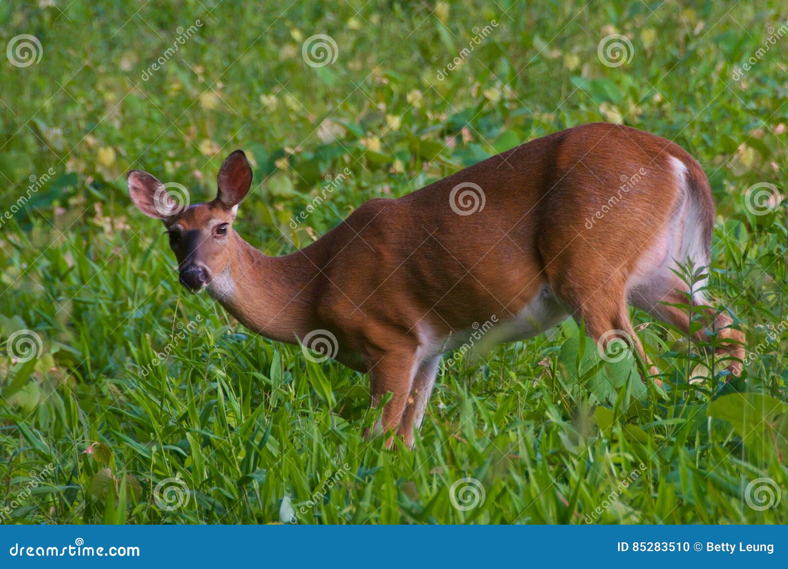 A surprised deer stock photo. Image of outdoor, flowers - 85283510