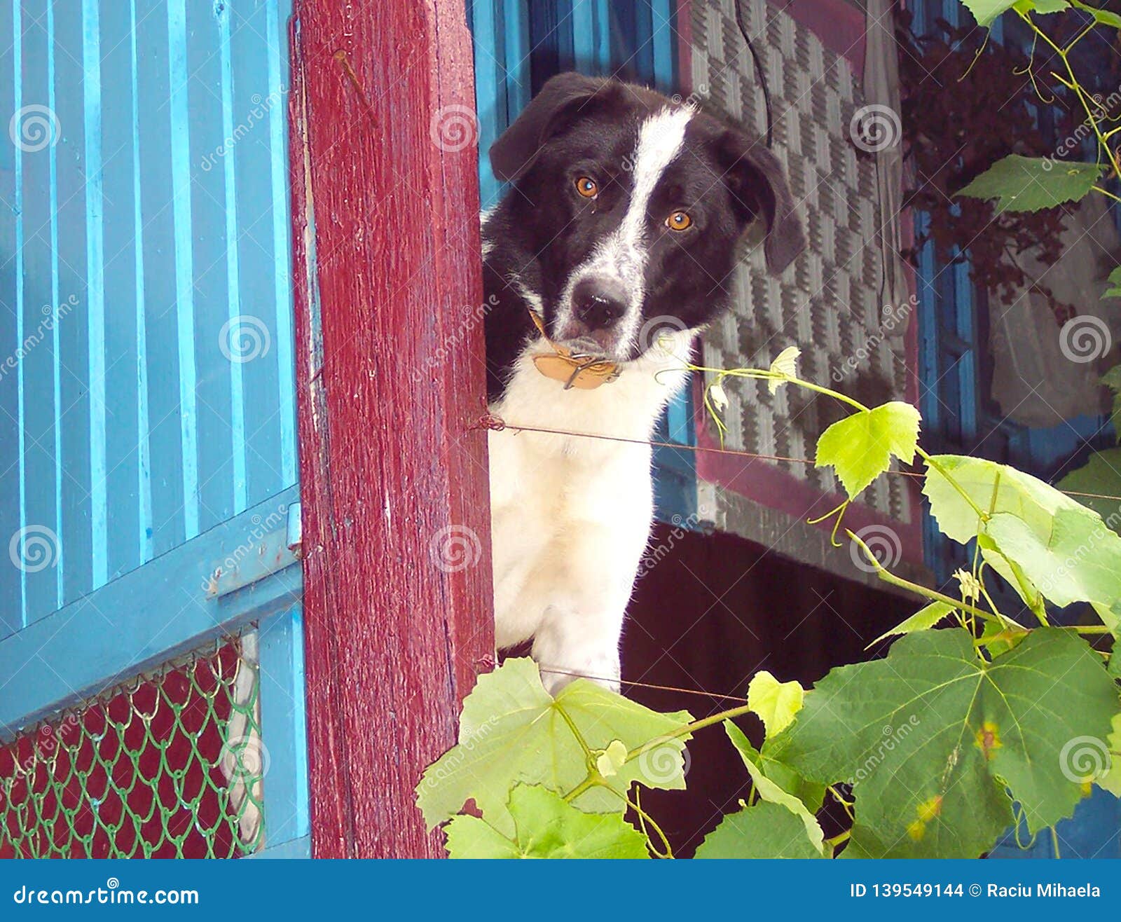 Surprised dog stock photo. Image of garden, canine, domestic - 139549144